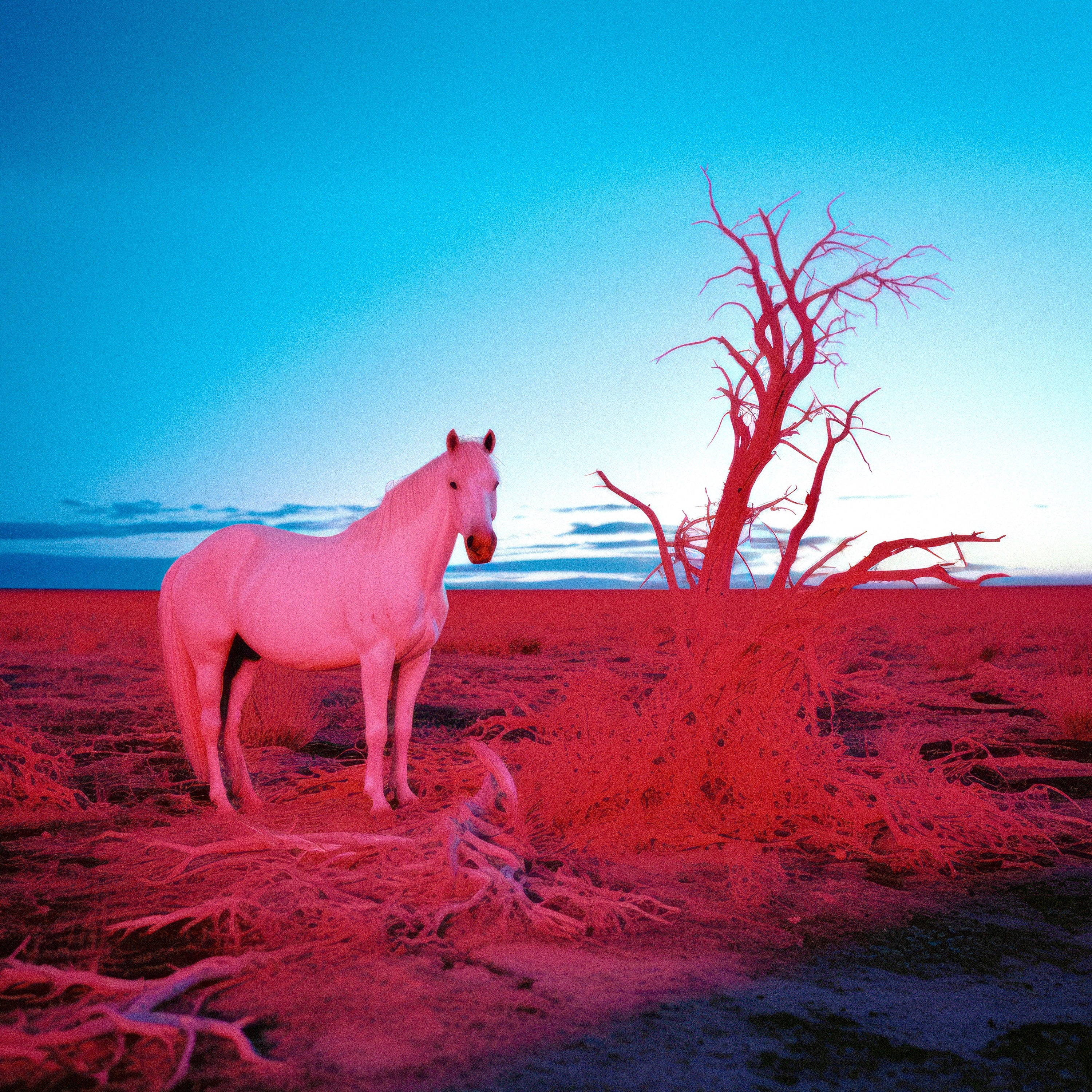 L O W B L O W CD Indie Tribe L O W B L O W CD Indie Tribe